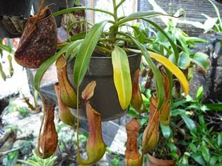 TANAMAN HIAS KANTONG SEMAR ~ INDONESIAHIJAUSEJATI