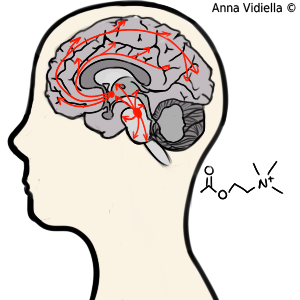 PSICOFISIOLOGIA: Acetilcolina (ACh)