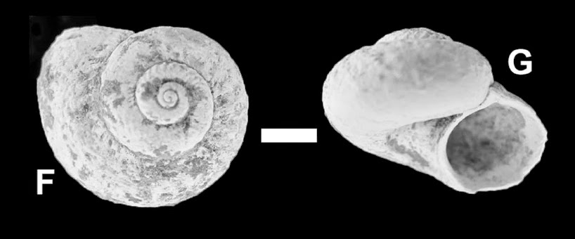 Sciency Thoughts: Fossil Land Snails from the Late Pleistocene of south ...