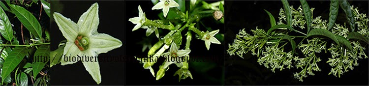 Biodiversity of Sri Lanka: Queen-of-the-night/Lady-of-the-night/Night ...