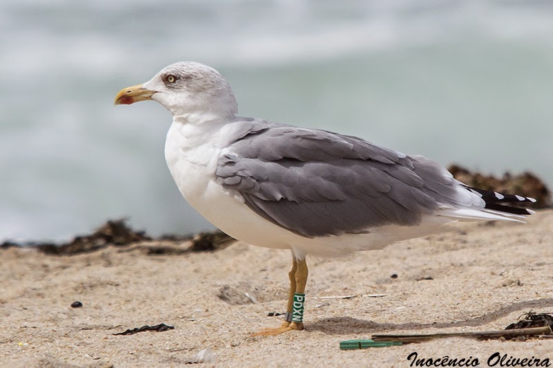 Birds of Portugal: Gaivota-de-patas-amarelas / Yellow-legged Gull ...