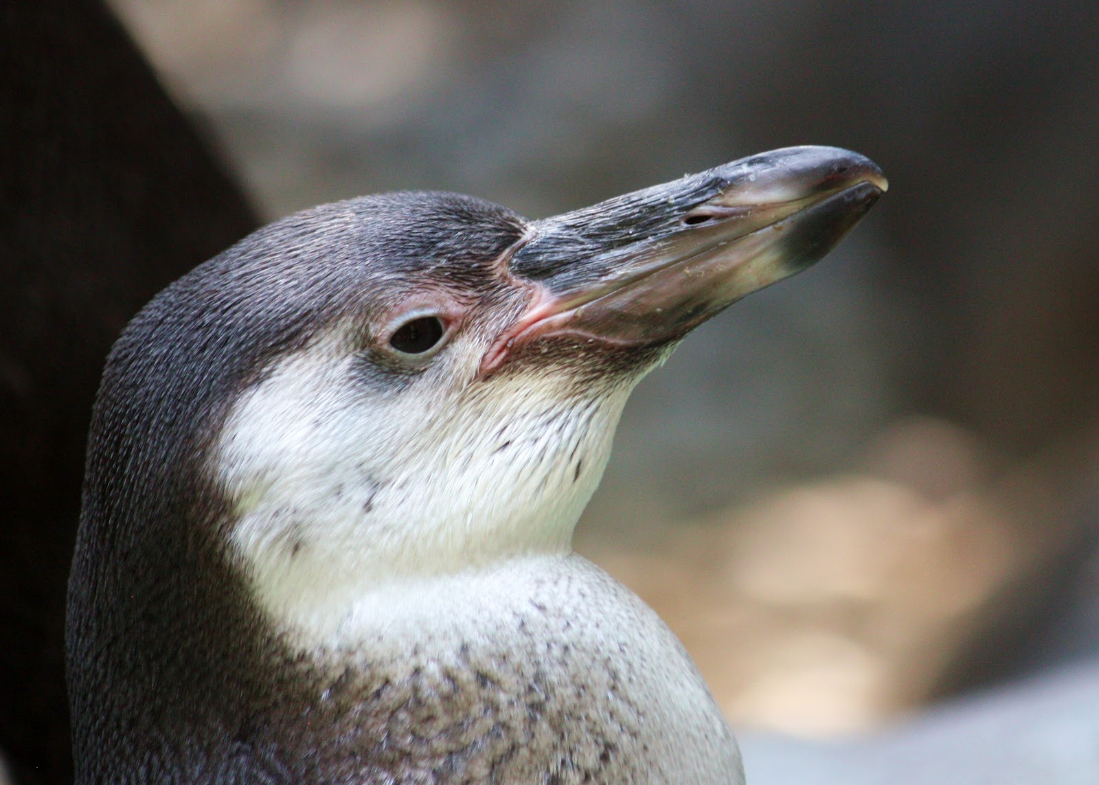 Round The Bend: Humboldt Penguins at the Columbus Zoo