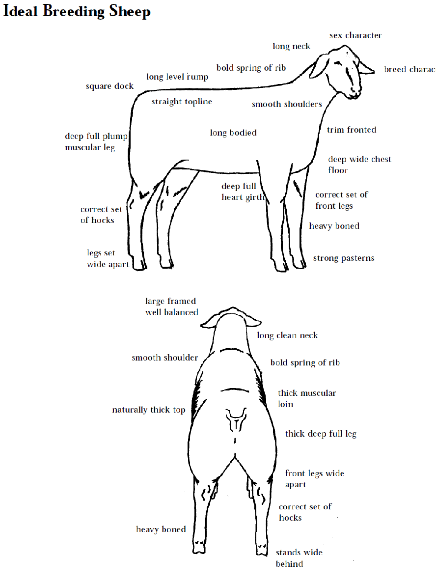 Learning To Judge 4 H Livestock Judging Programs How To Judge Sheep Learning To Judge 4 H Livestock Judging Programs How To Judge Sheep