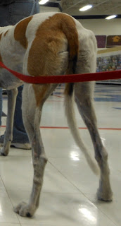 Northern Lights Greyhound Adoption Dog Blog: NLGA Photo Roundup ...