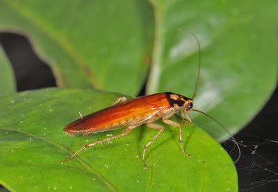 BunyipCo: September 2012