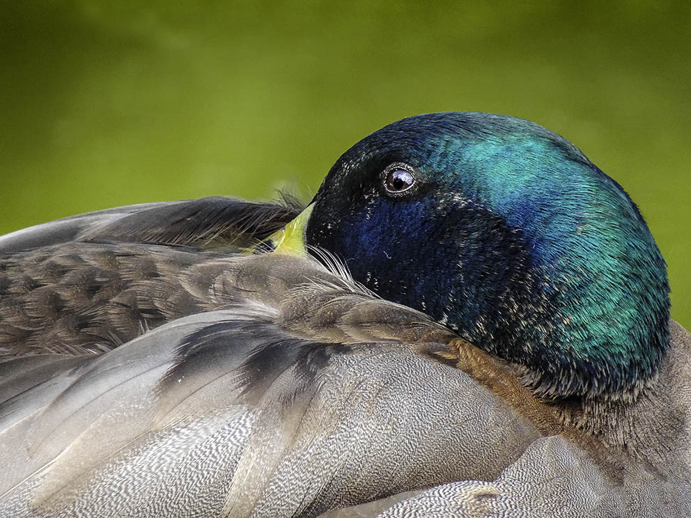 Luz y artes: Los patos son muy suyos, incluso en las fotografías