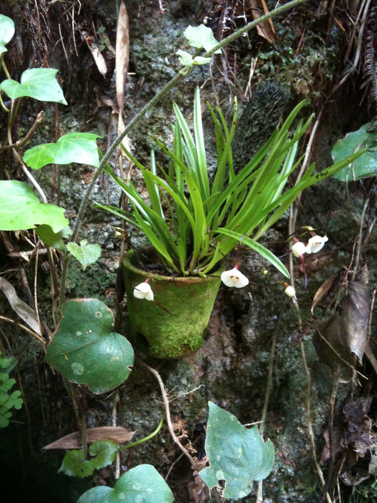 Dracula lotax care and culture | Travaldo's blog