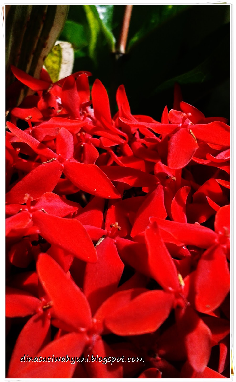 JENIS DAN NAMA - NAMA BUNGA (TANAMAN HIAS " BUNGA CANTIK") | JDSK