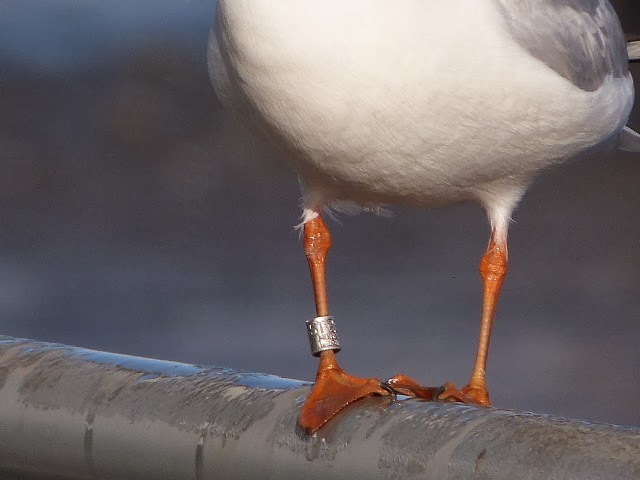 Valley Naturalist: 2013