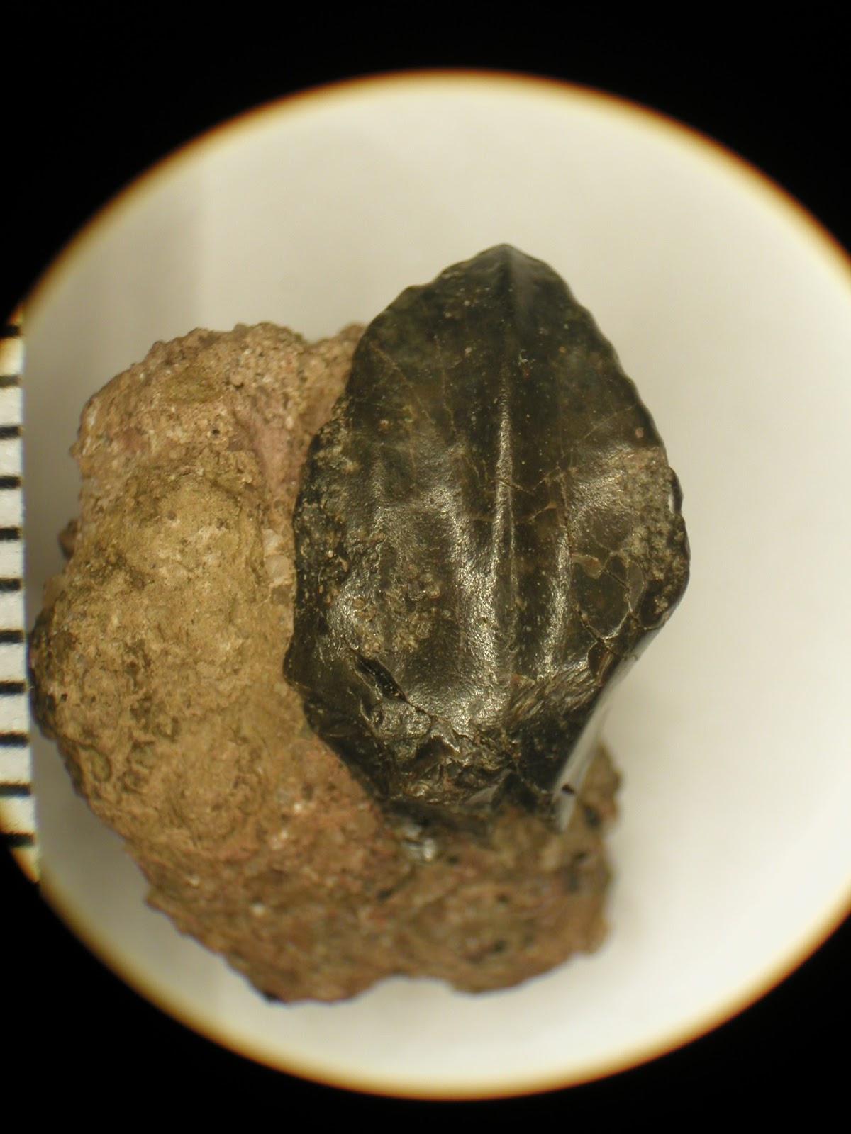 Dinosaur Postcards: Baby Iguanodons!