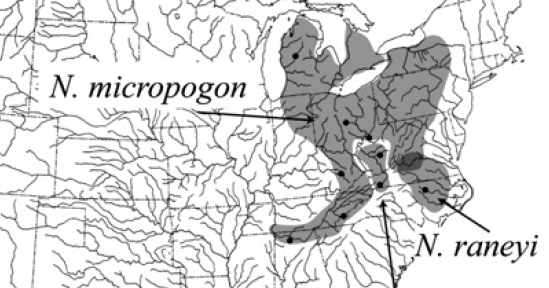 Virginia Tech Ichthyology Class : Perplexed about the Endemic Chub of ...