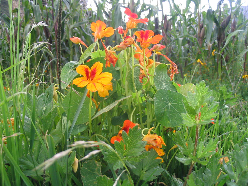 DISTRITO DE QUIQUIJANA: Capital Natural