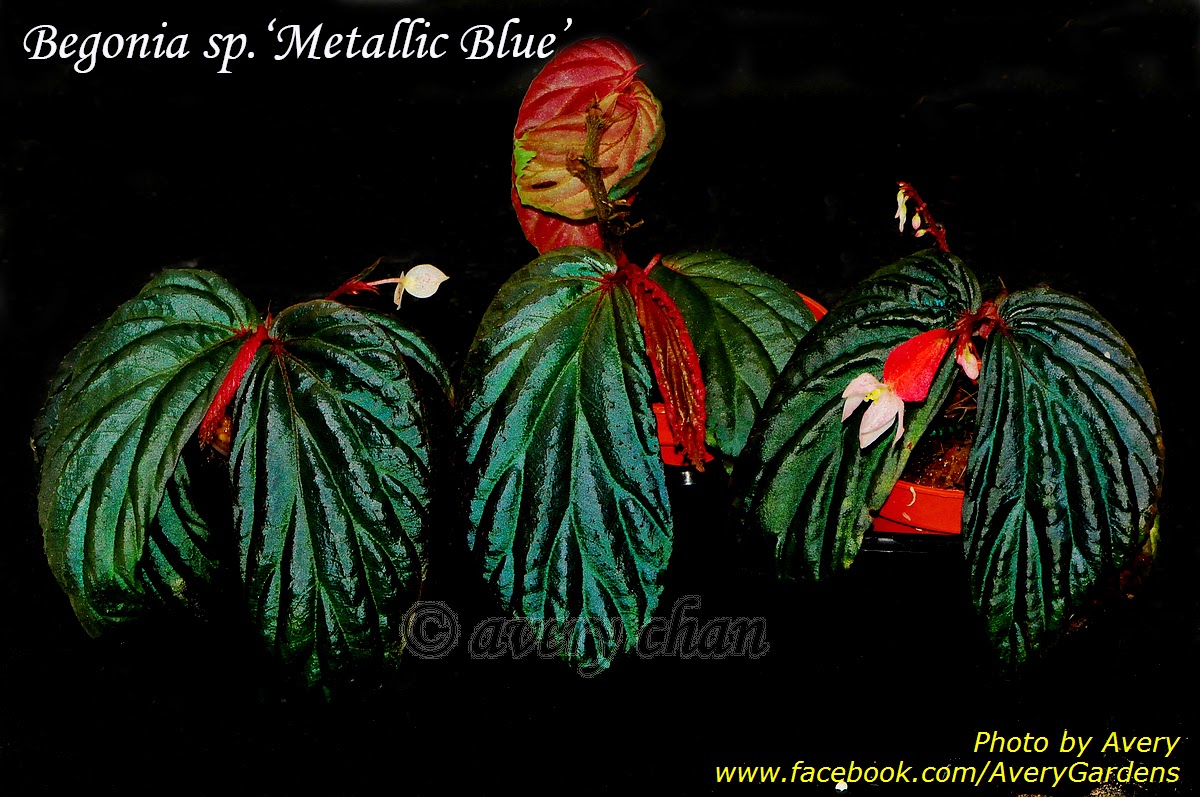 Avery Gardens: Begonia sp. Metallic Blue