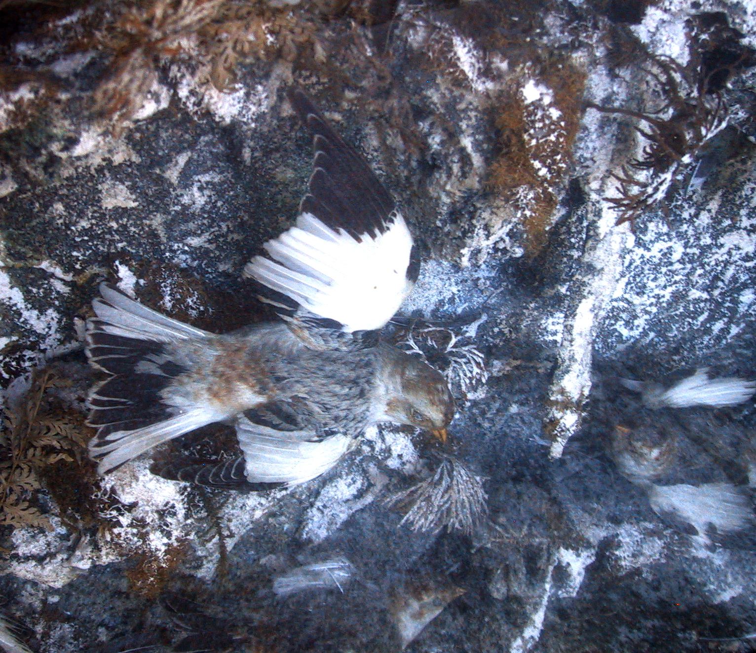 ORMOLULU: "Sugar Birds" Diorama . . . and "The Mormon Bird Play"