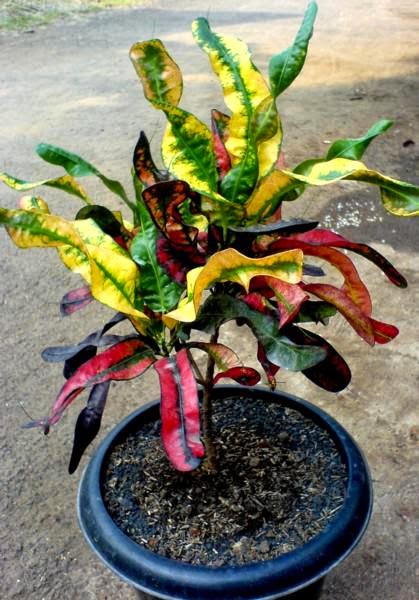 Jual Jenis Pohon Puring | Jenis Puring | Habiban Plants