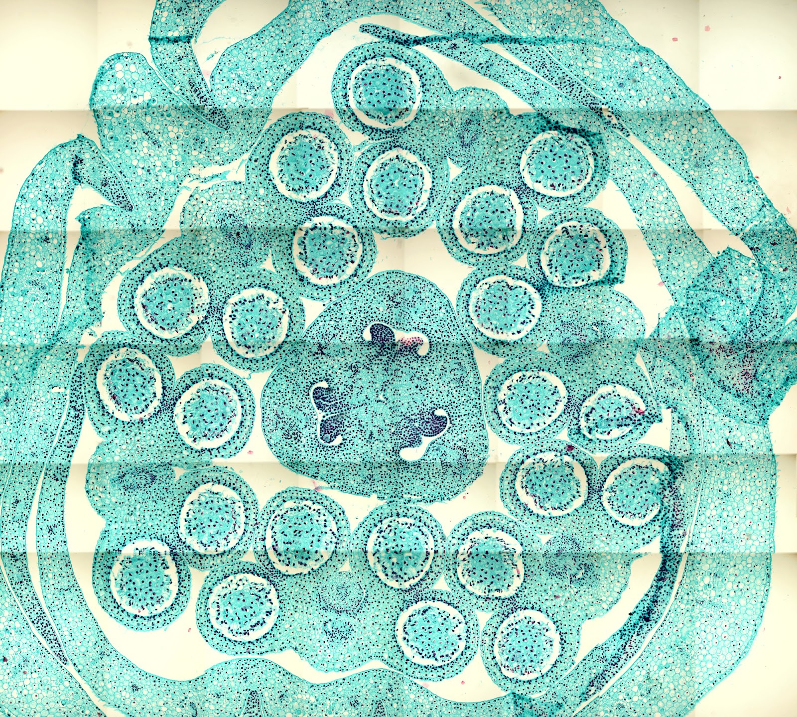 Miltoncontact: Scanning the fields of a microscope slide