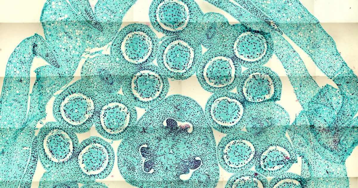 Miltoncontact: Scanning the fields of a microscope slide