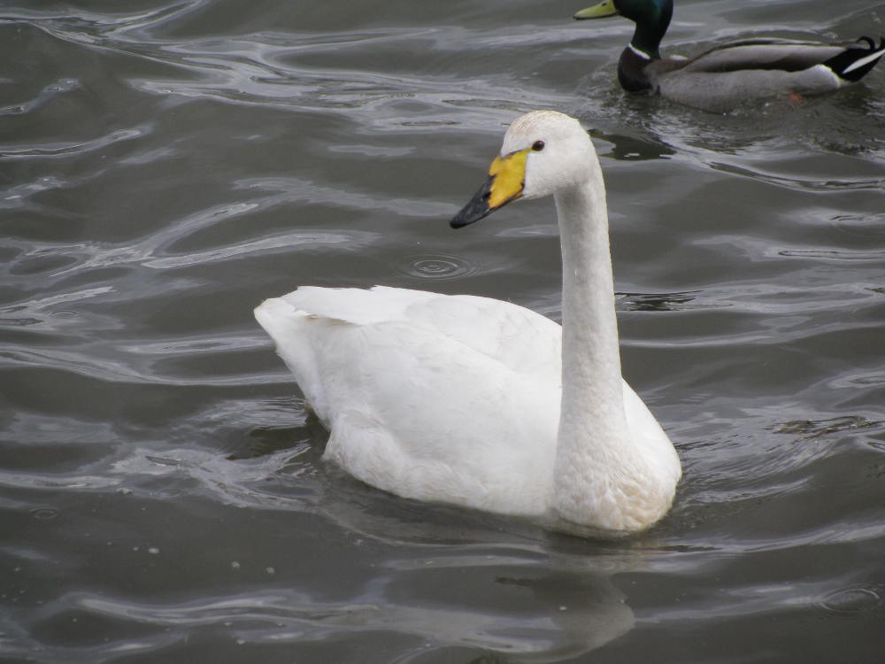 Breiðholt: Bird pond birds.