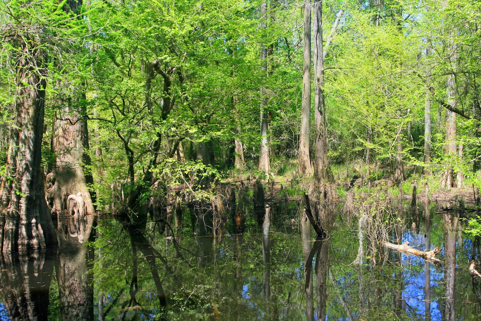 Goan's On: Big Thicket National Preserve TX