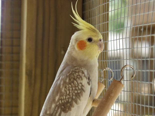 La gabbia della calopsitta