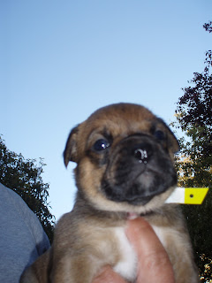 Nine reasons to rejoice!: Meet the MUGGINS (min pin-pug mixes!)