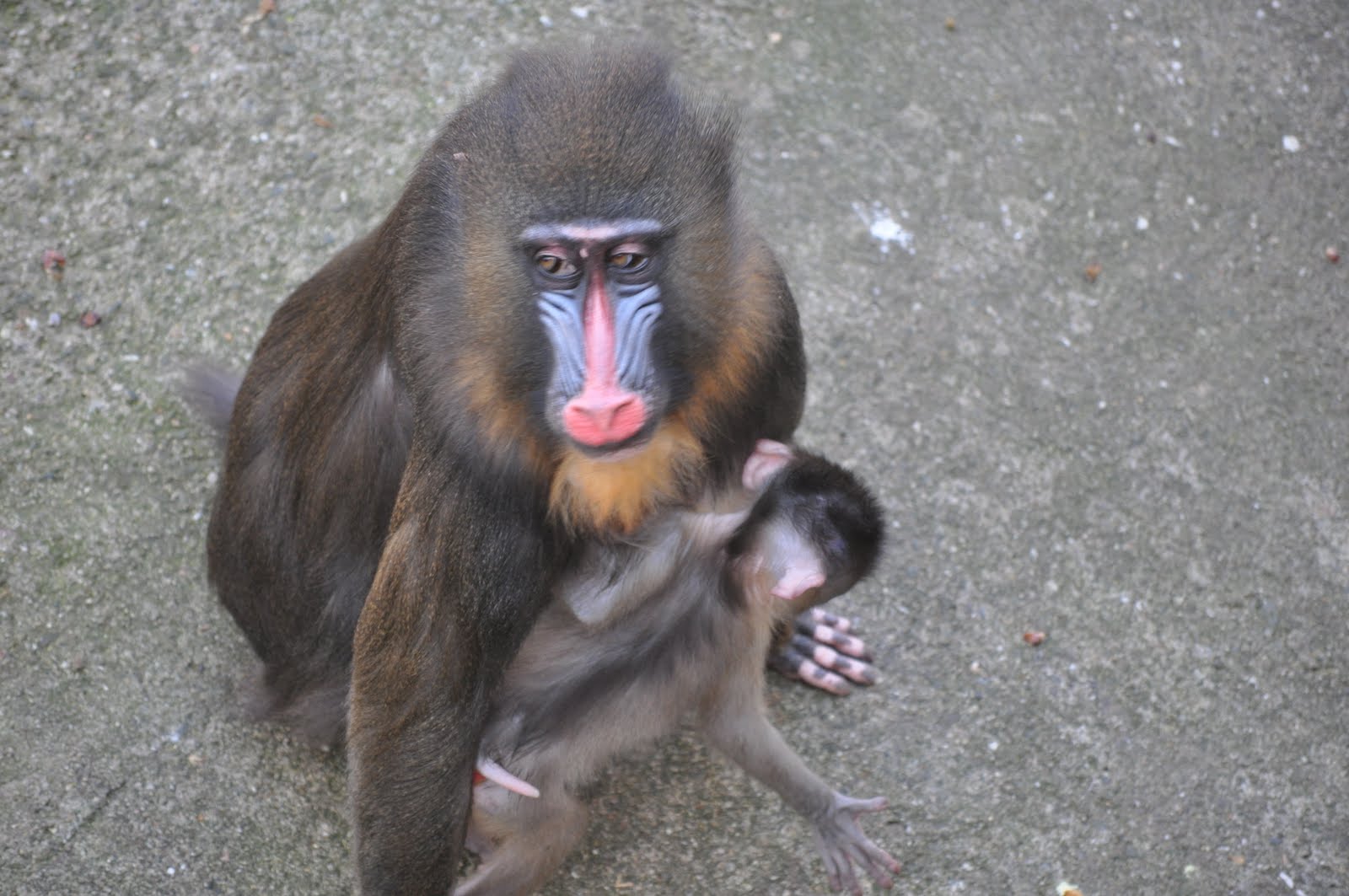 ZOOTOGRAFIANDO (6.100 ANIMALS): MANDRIL / MANDRILL (Mandrillus sphinx)