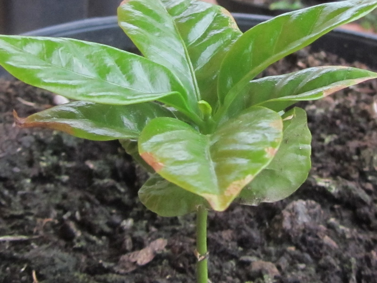 Dove Cresce la Pianta del Caffè (Coffea arabica o Coffea canephora ...