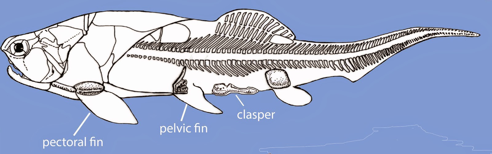 Ciencias de Joseleg: Filogenia del esqueleto apendicular, placodermos y ...