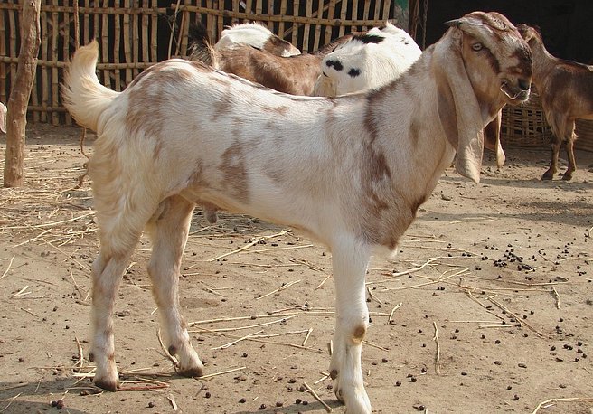 Agro Farming Business In India: Goat breeds suitable for farming in ...