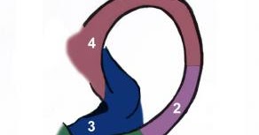 Medical-Review: Ear Anesthesia