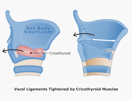 DanielPearson INDN2ndyear: Resarch on muscles of the vocal folds