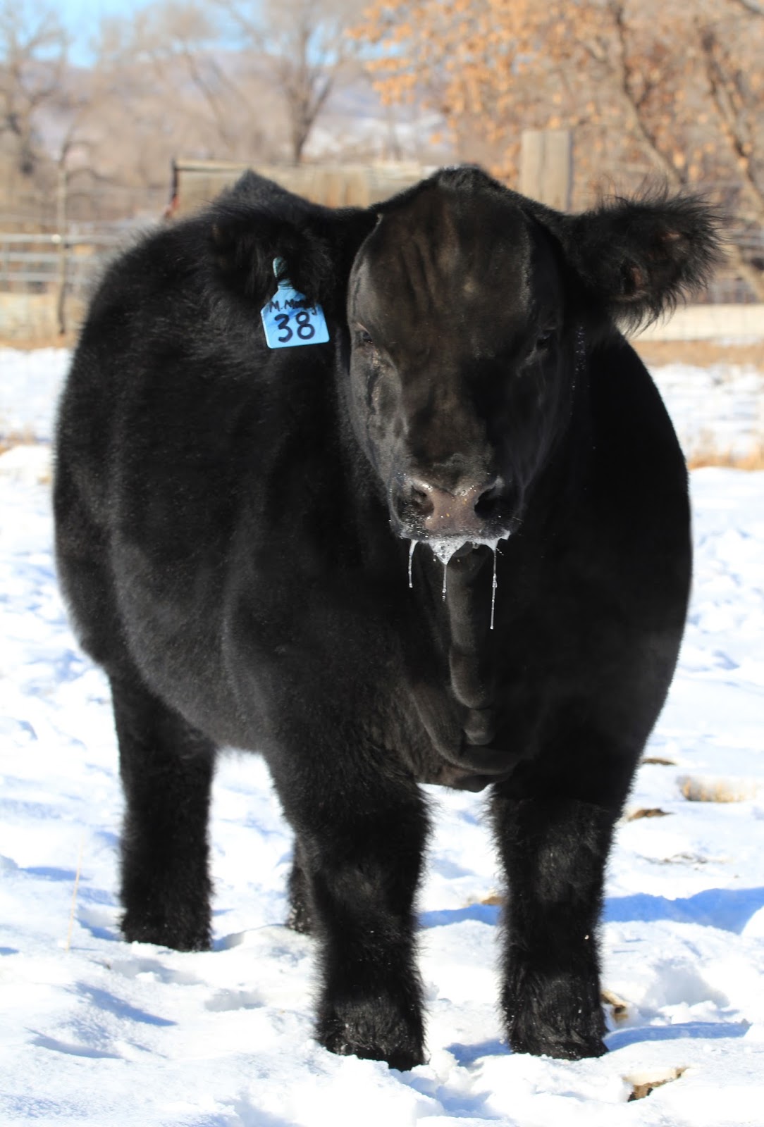 Bushman Cattle Company: Monopoly Money Bull Prospect