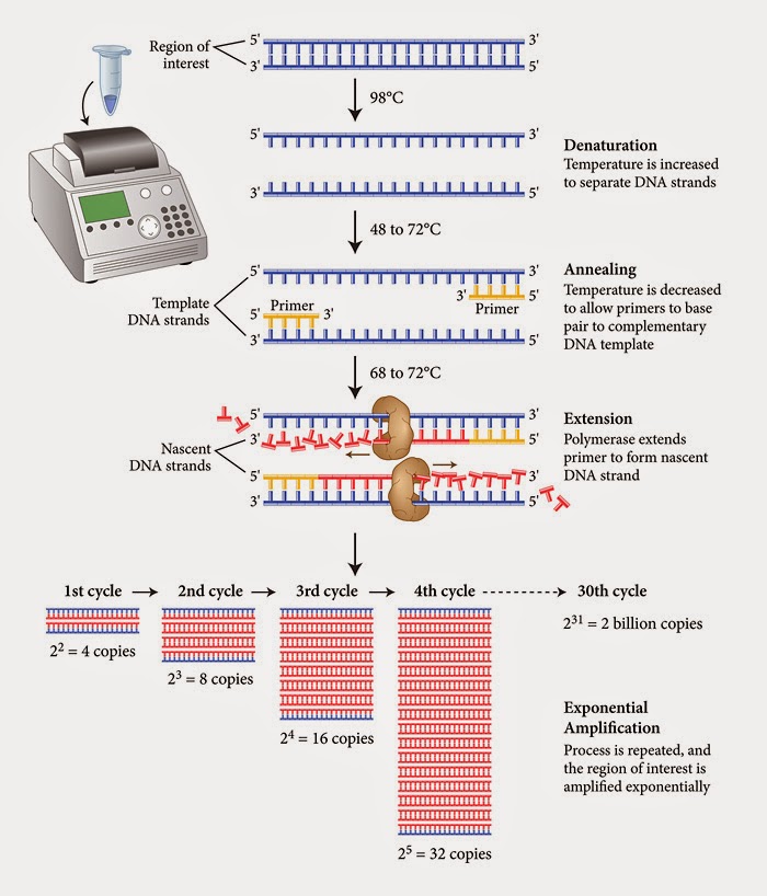 pcr.jpg