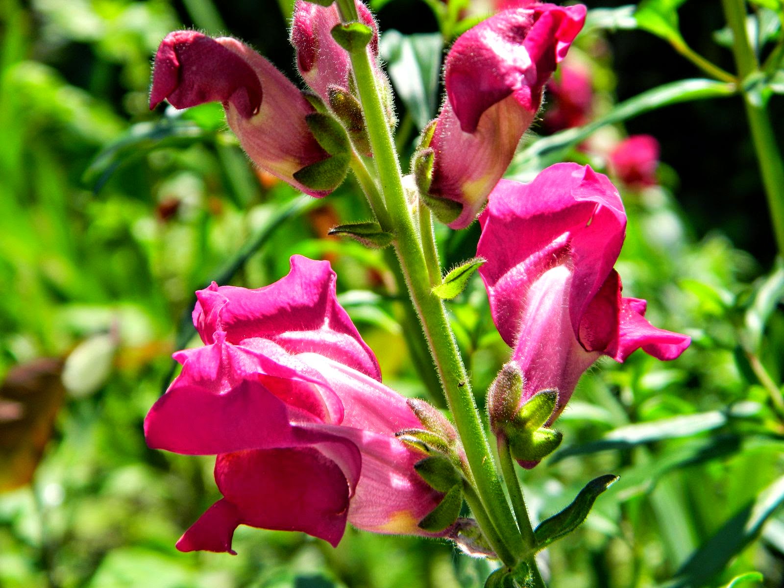 SNAPDRAGON FLOWER photos - wallpapers | the fun bank