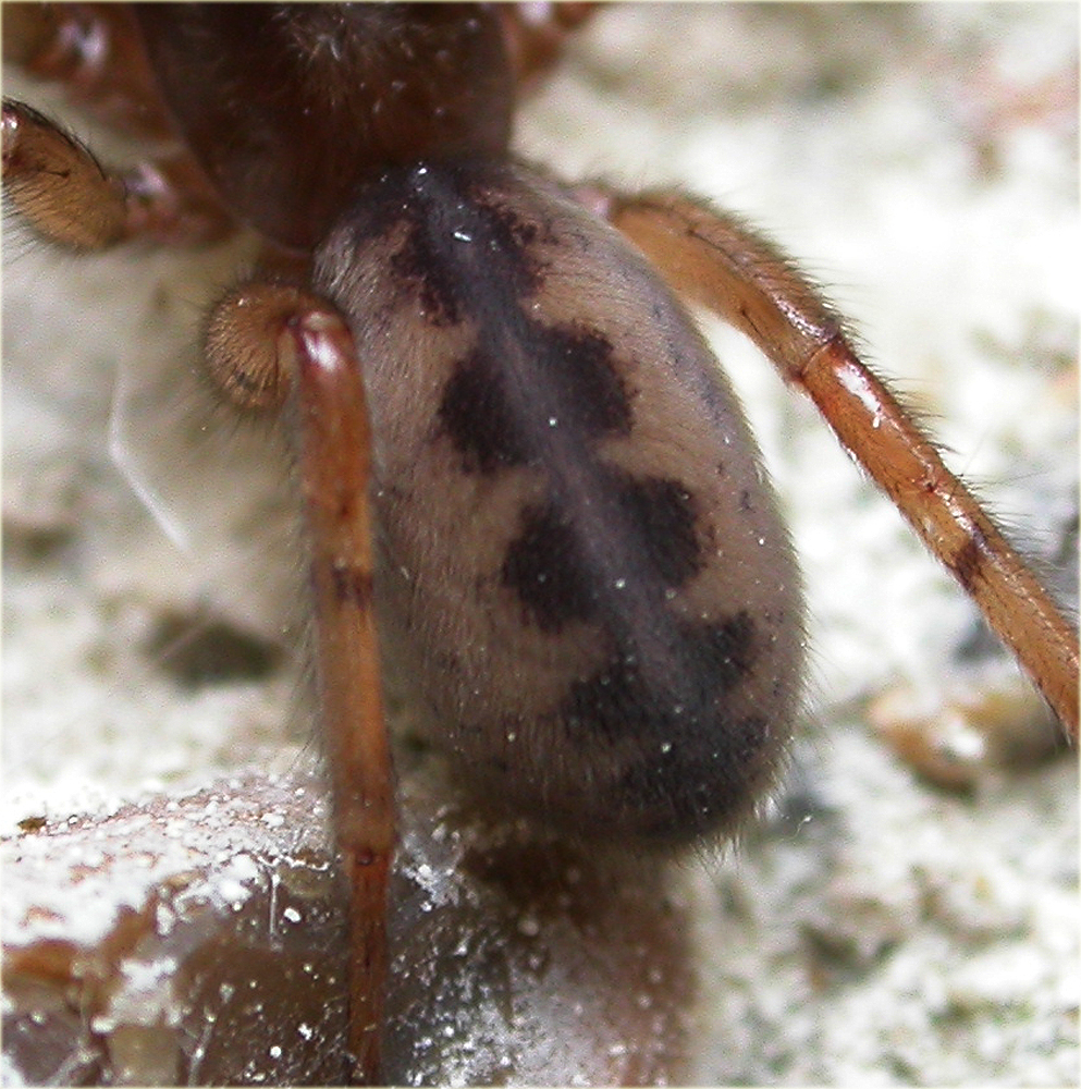 Arachnerds: Tube Web Spider - Segestria senoculata