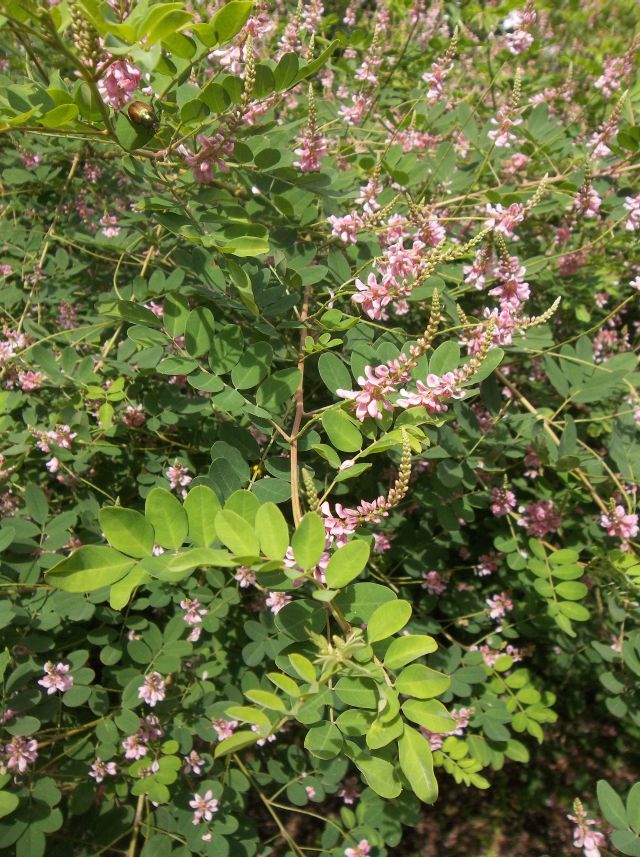 Future Plants by Randy Stewart: Indigofera - Indigo