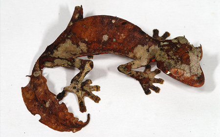 Los Geckos ~ Curiosidades y Mas