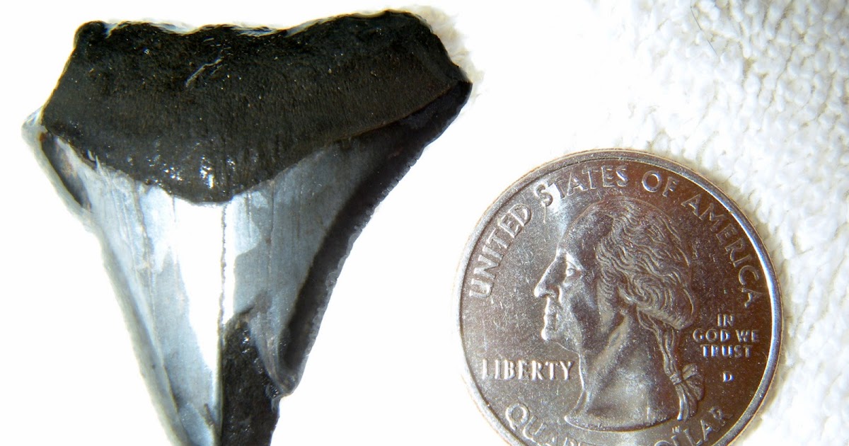 not-quitting-my-day-job-fossil-hunting-and-dreaming-inspiration