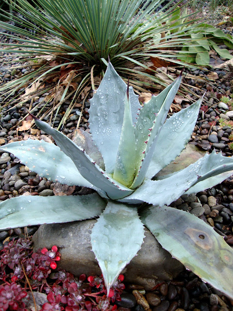 danger garden: The Agave report, February edition: Slugs on Agaves!
