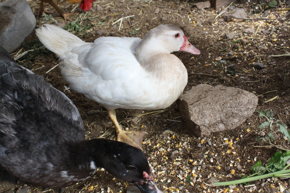 The Edible Garden: The Muscovy Ducks