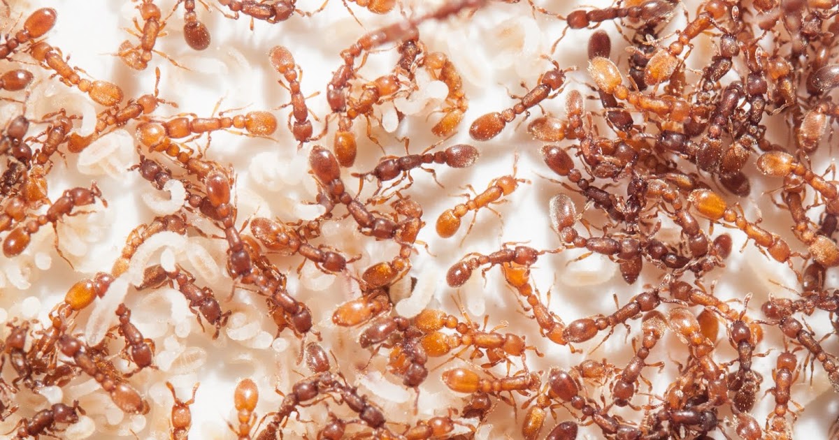 Rosa Rubicondior: Evolution of Social Insects