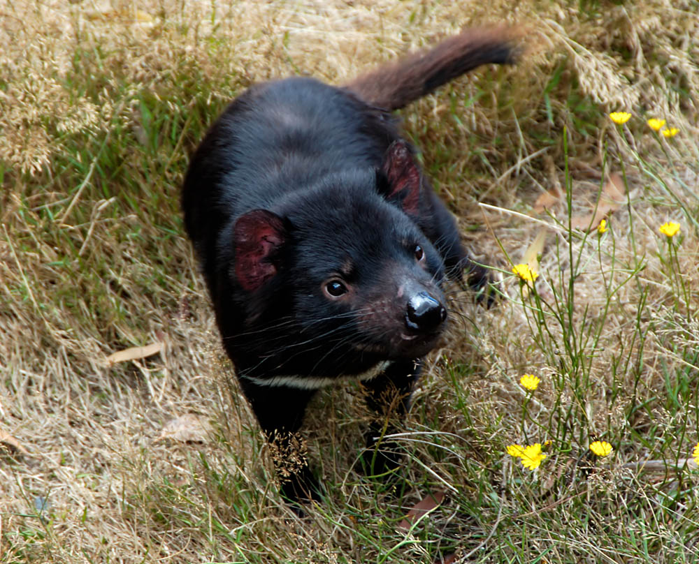 Tasmanian devil | The Life of Animals