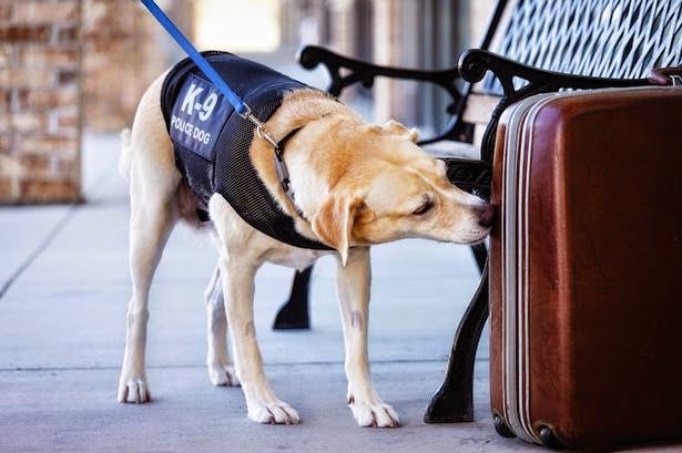 Perro Policía fue llevado al veterinario después de inhalar ...