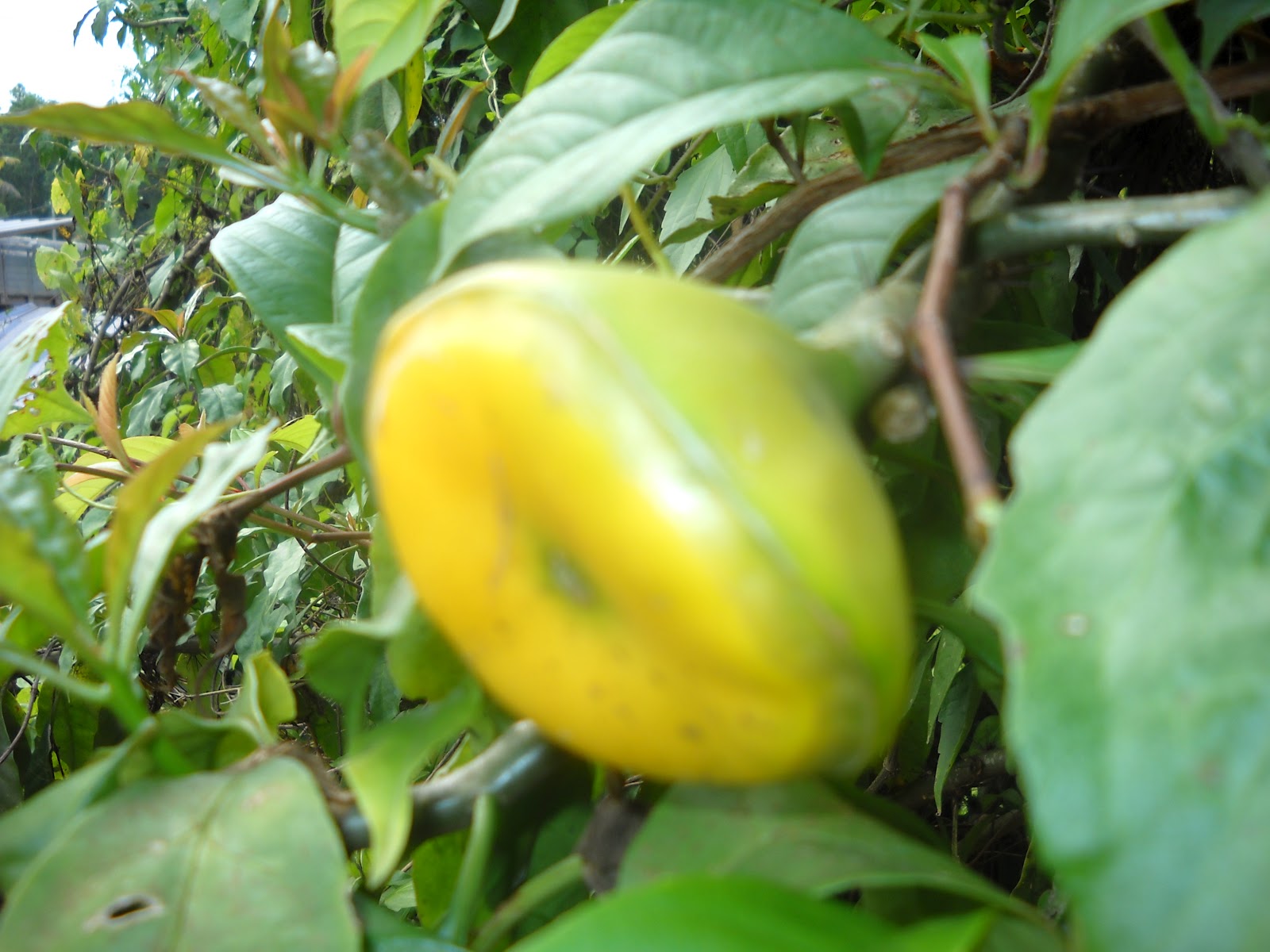 KENALI POKOK SAYANGI POKOK: POKOK DURI TUJUH