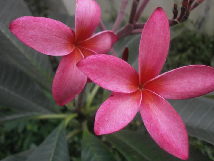 Photography with Dr. Ernie.: Flowers: calachuchi, plumeria, frangipani