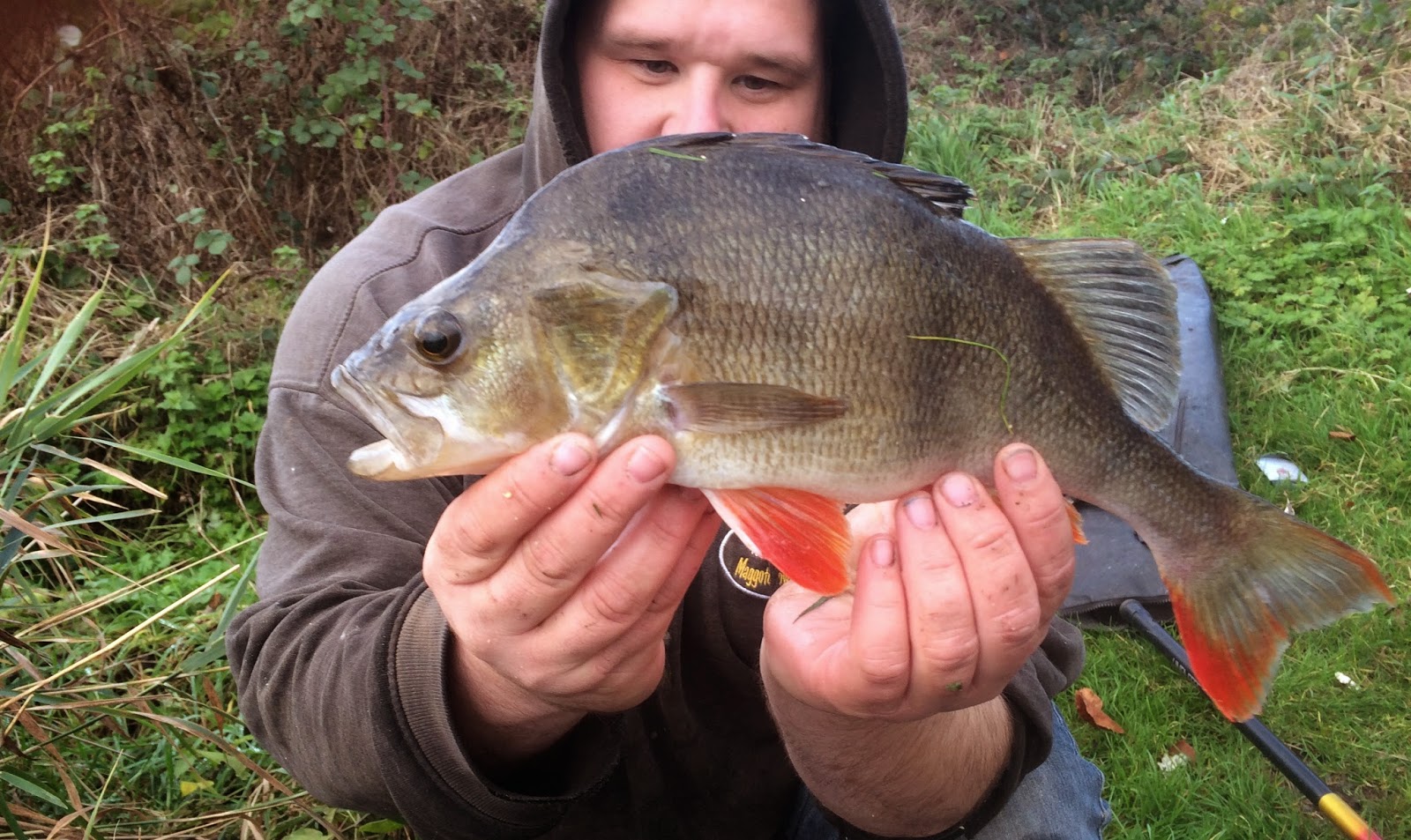Danny's Angling Blog: November Carp, big perch and Wobbling for pike....