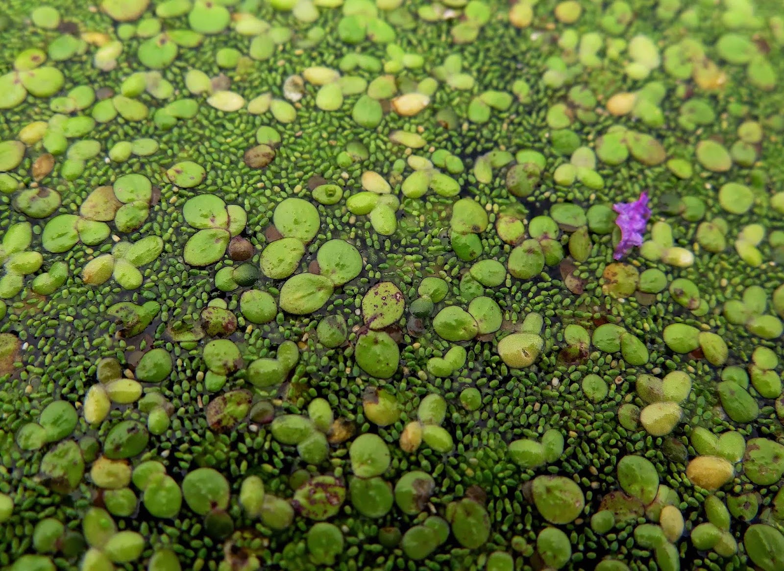 Saratoga woods and waterways: Lots of Duckweed and Decodon, But Nary an ...