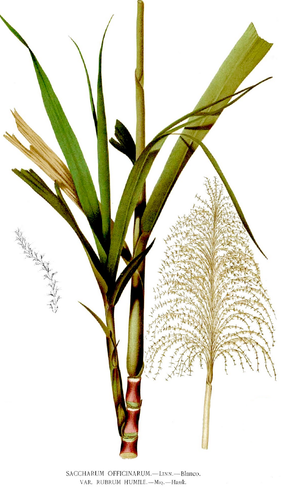 Herba & Tumbuhan: TEBU (saccharum officinarum) BUKAN SEKADAR AIR MANISAN