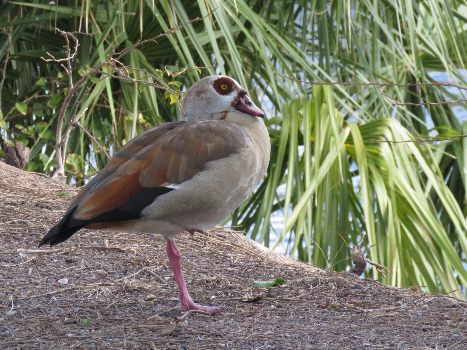 Bird & Travel Photos, Birding Sites, Bird Information: EGYPTIAN GOOSE ...