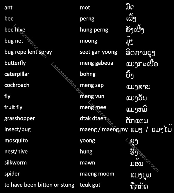 Laoconnection.com: Lao Language: Insects, Bugs, and Related Words